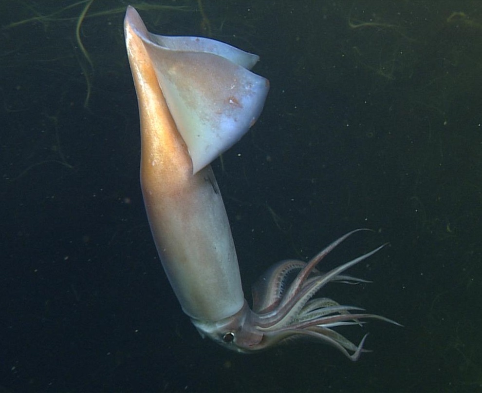 Squid Glowing Skin Patterns May Be Code – Scientific American – Susanne ...
